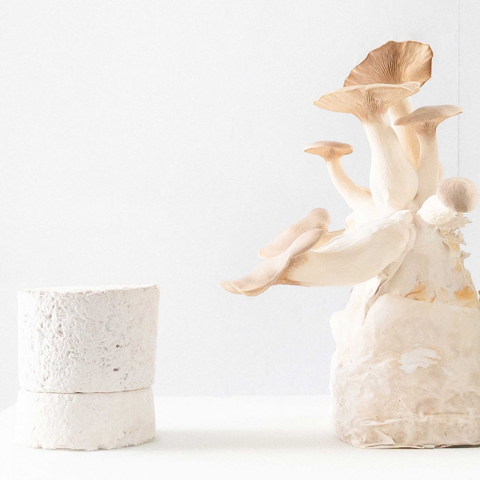 MILK. Material Lab - Mycelium Packaging