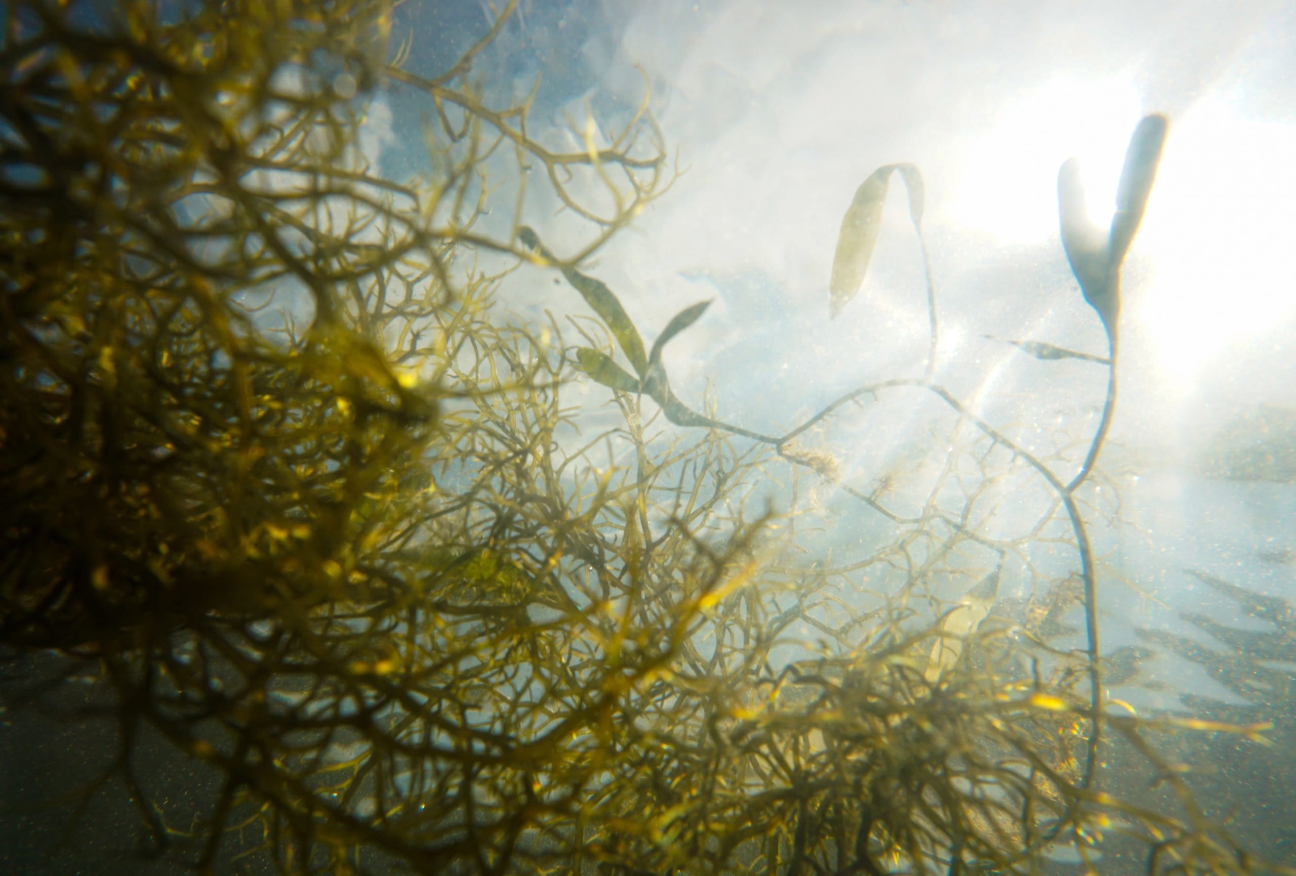 Algae: Superfood from the sea MILK. Trend Radar