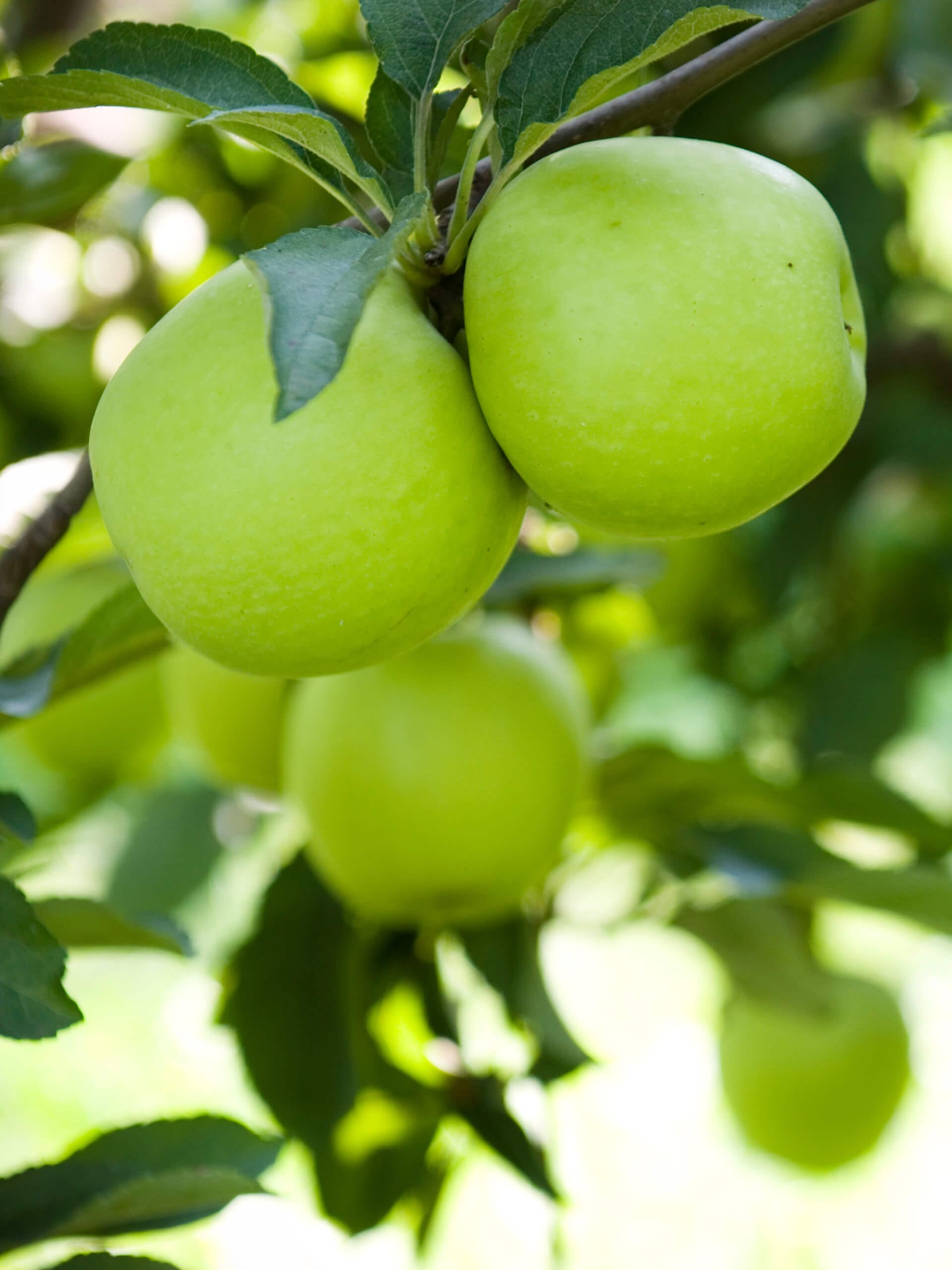 Rotkäppchen fruit sparkling wine MILK.
